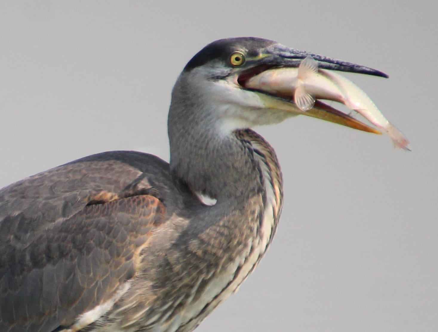 Heron Hunter | Birds of Chestermere | Chestermere Today
